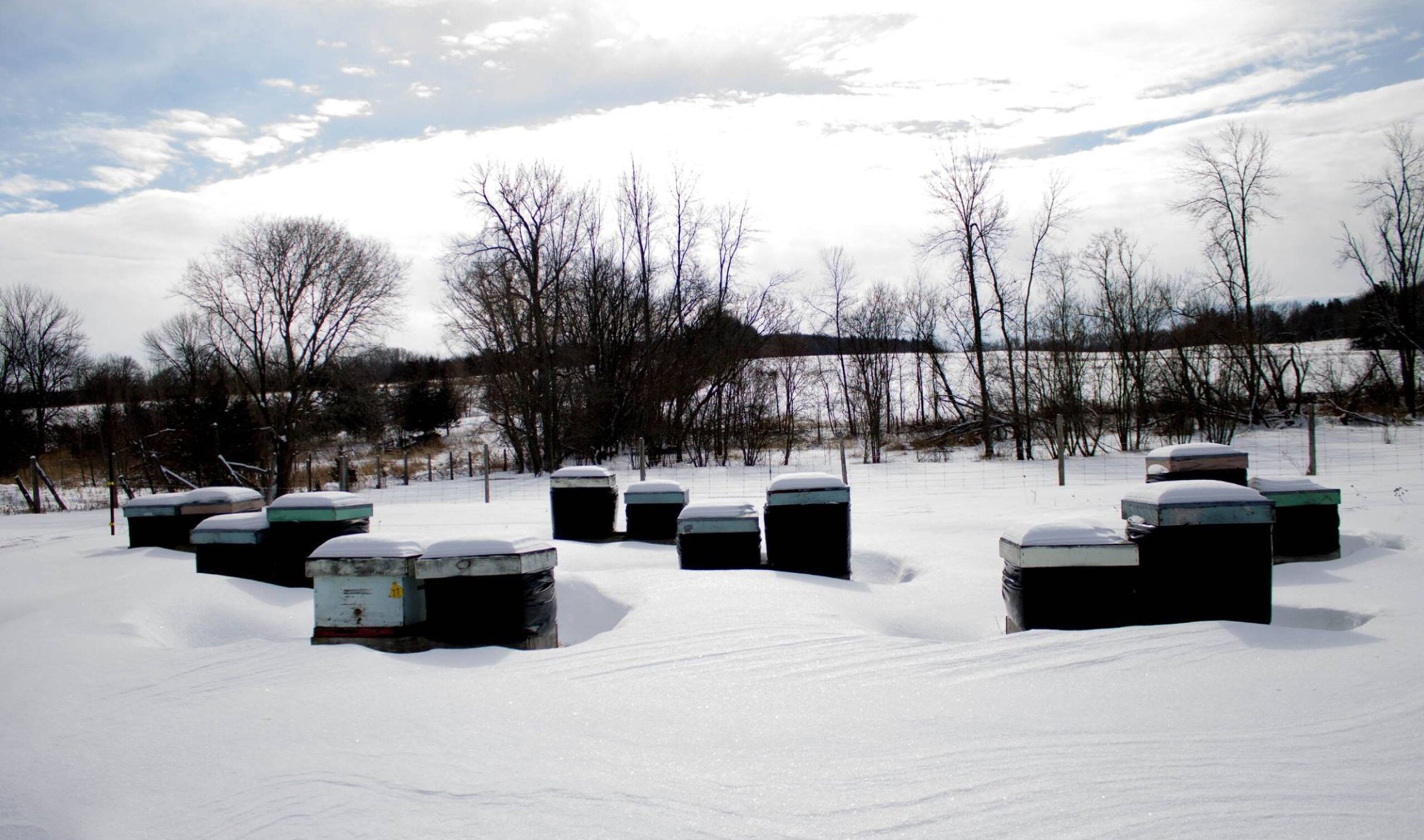 Bee Cozy Winter Hive Wraps | HillCo LLC – HillCo, LLC