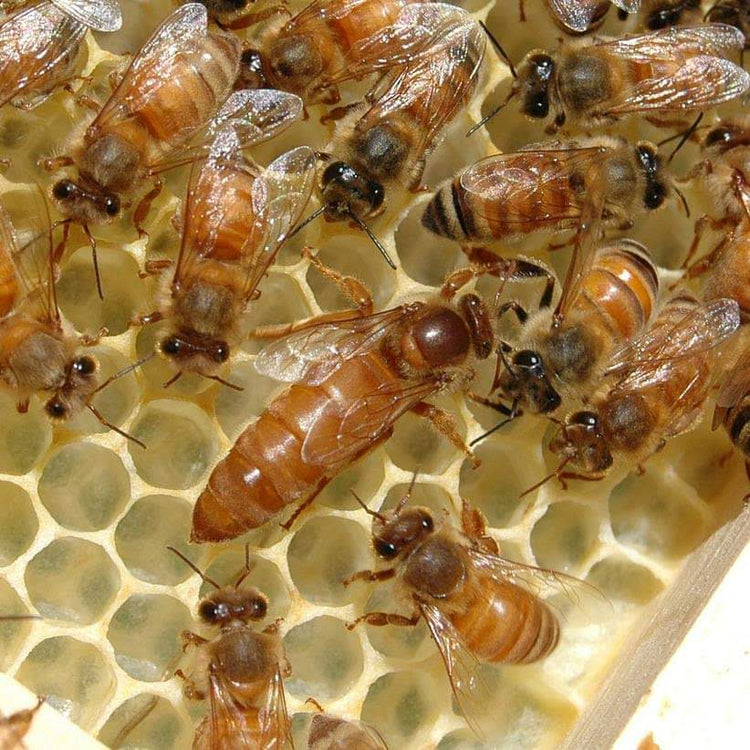 Speed-Fill XL - Bottle Filling Machine – HillCo, LLC